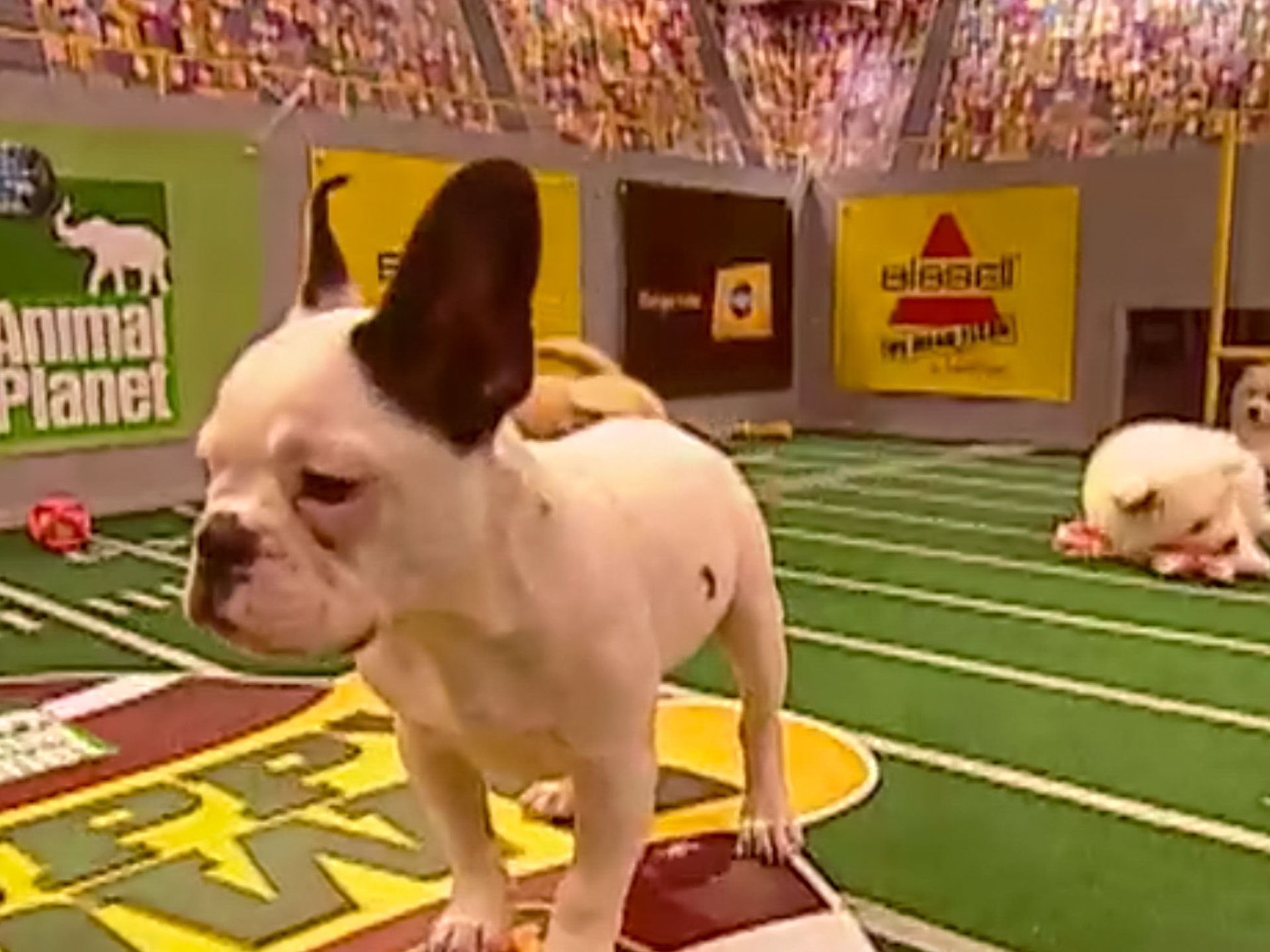 Prime Video: Puppy Bowl - Season 3