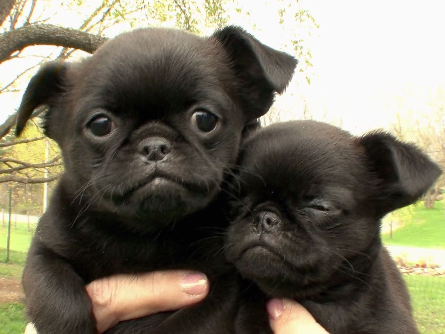 Prime Video: Dogs 101 - Season 4