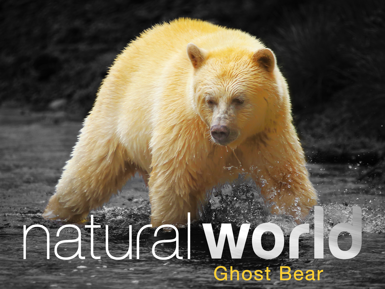 Prime Video: Natural World: Ghost Bear - Season 1