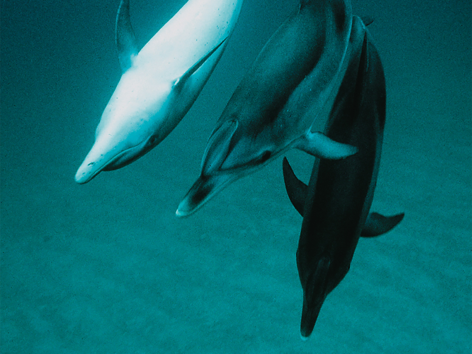 Prime Video: Ocean Odyssey: The Blue Realm