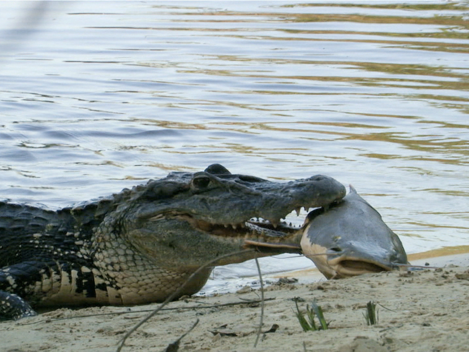 Prime Video: Lost River Predators