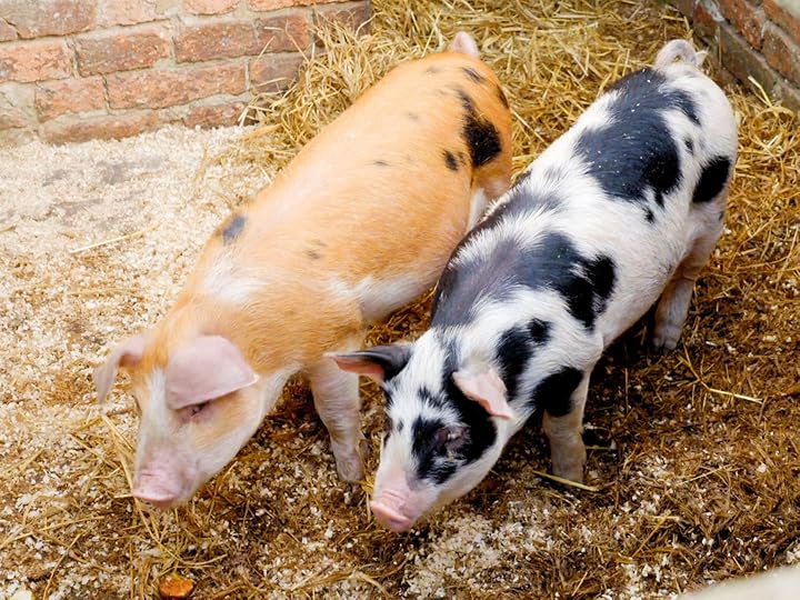 Prime Video: Born Mucky: Life on the Farm - Season 2