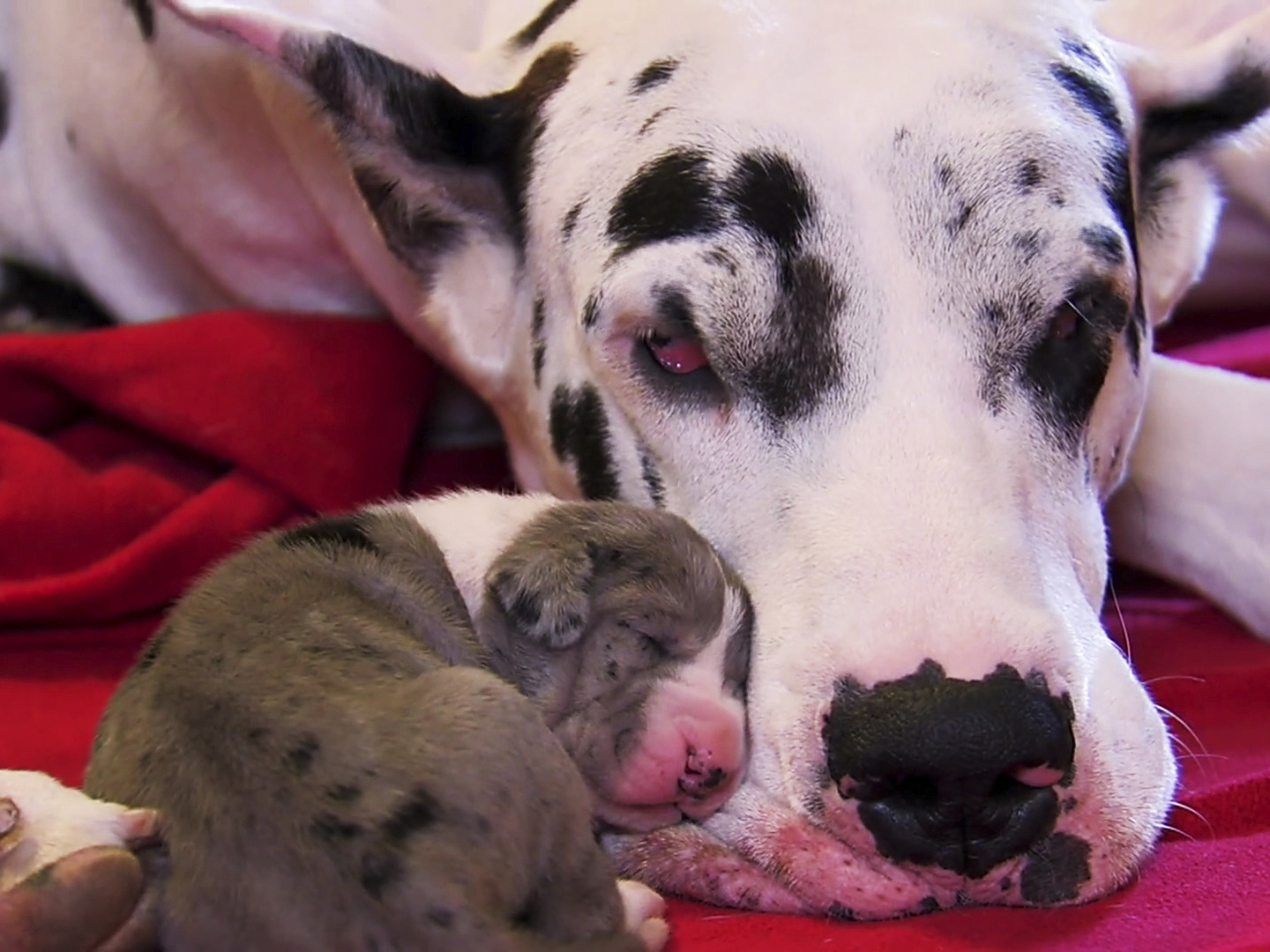 Prime Video: Too Cute! - Season 2