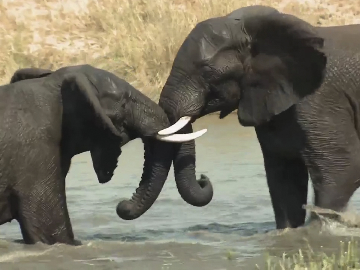 Prime Video: Weird, True, and Freaky - Season 4