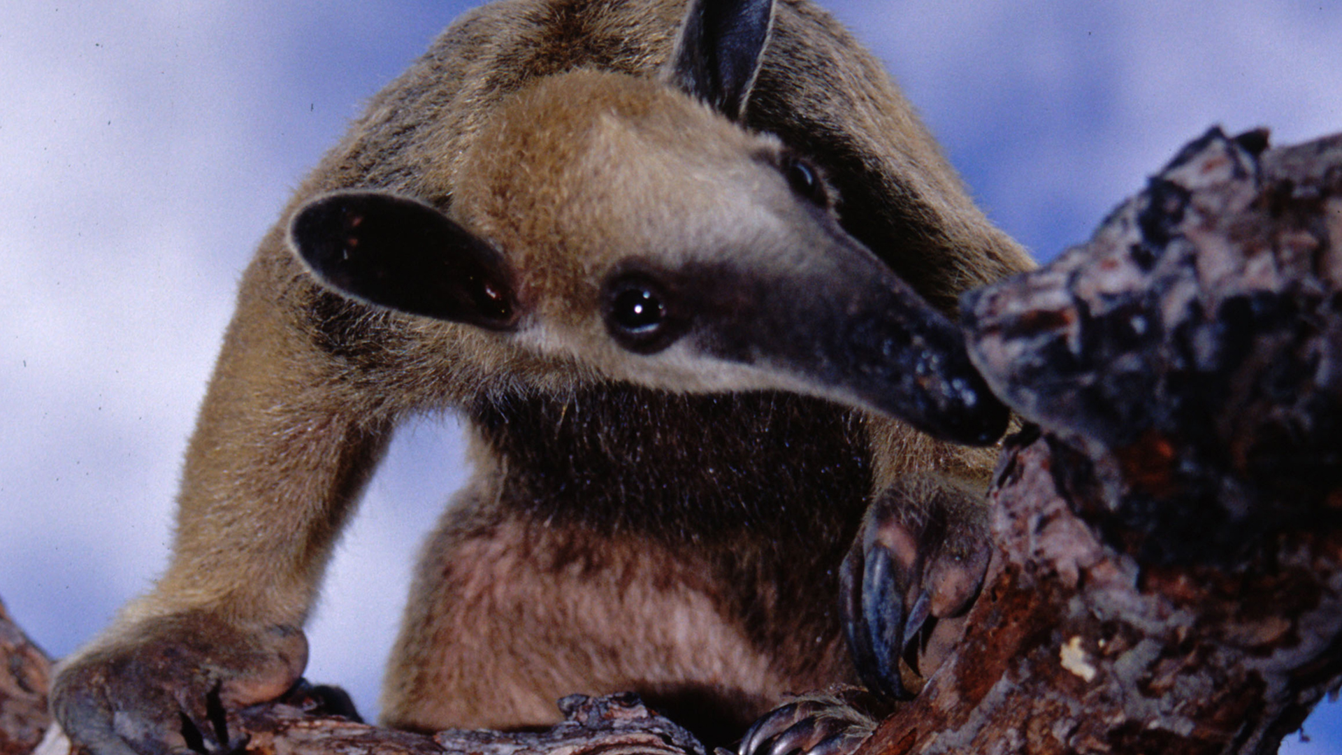 Watch Amazon Claws | Prime Video