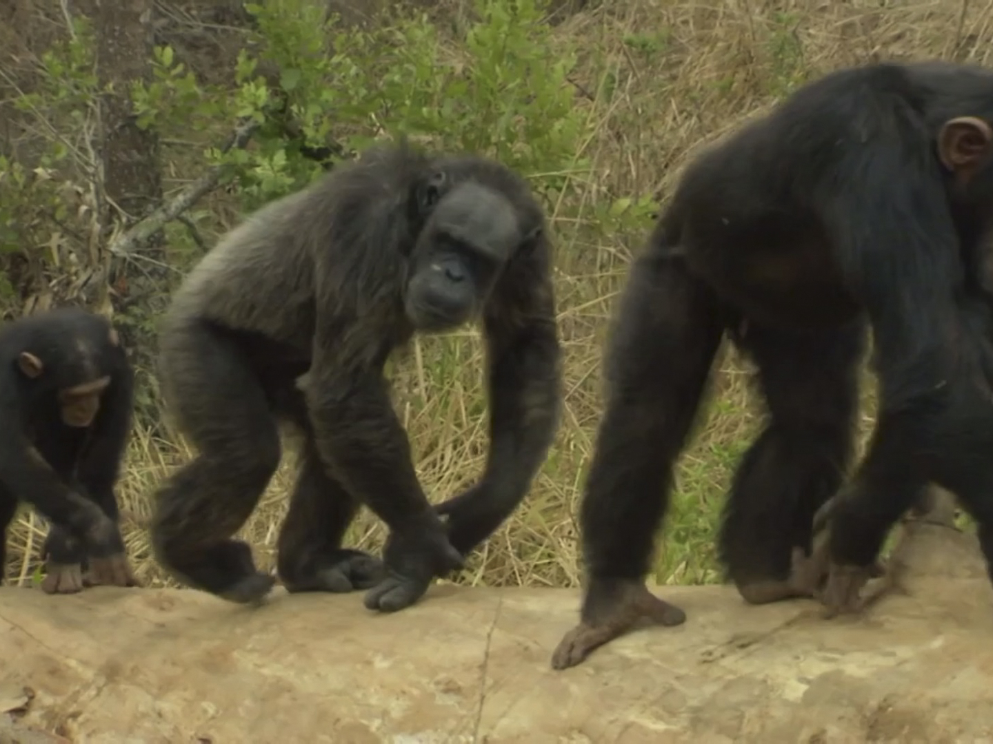 Prime Video: Escape to Chimp Eden - Season 2