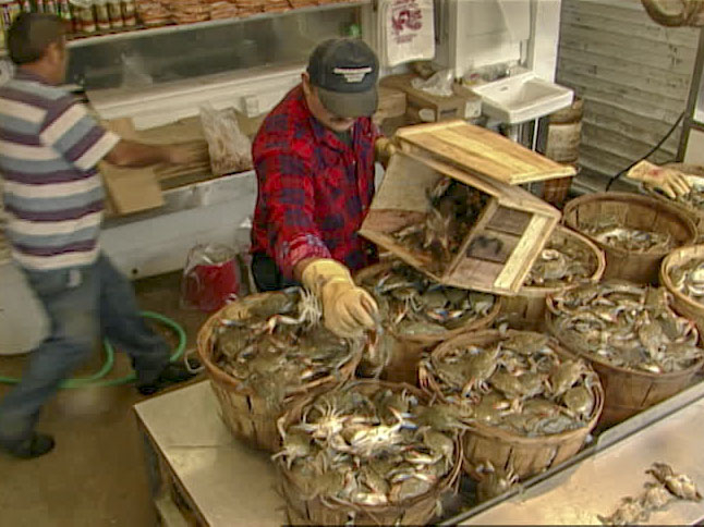 Prime Video: Calling All Cooks - Season 1