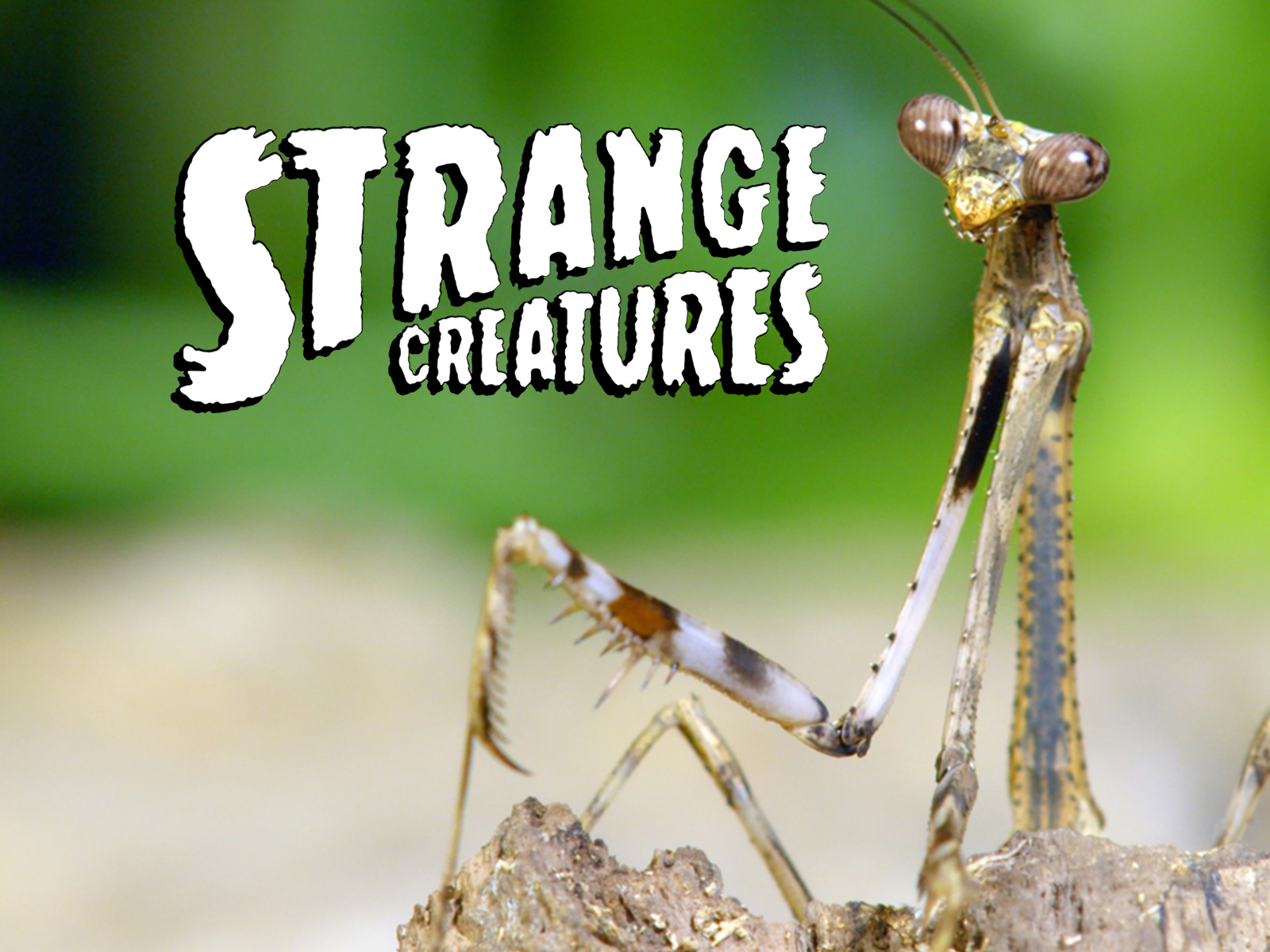 Prime Video: Strange Creatures - Season 2