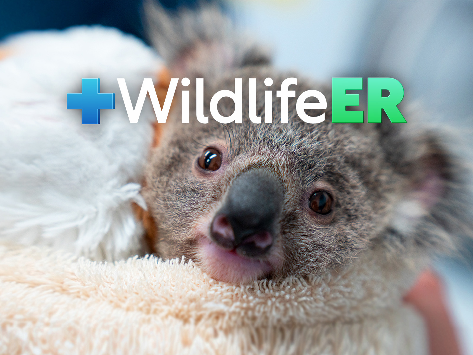Prime Video: Wildlife ER