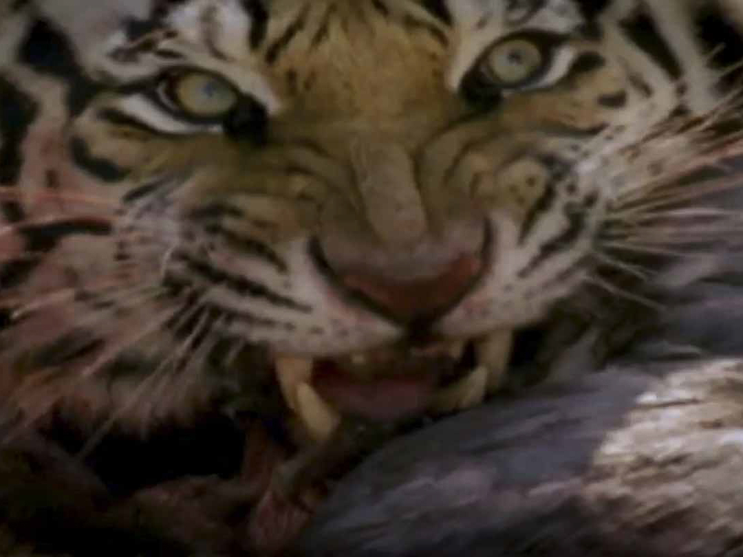 Prime Video: Animal Face-Off - Season 1