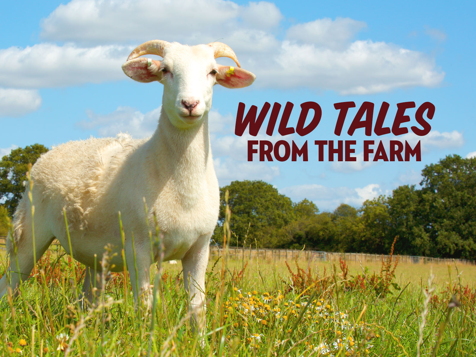 Prime Video: Wild Tales from the Farm - Season 1