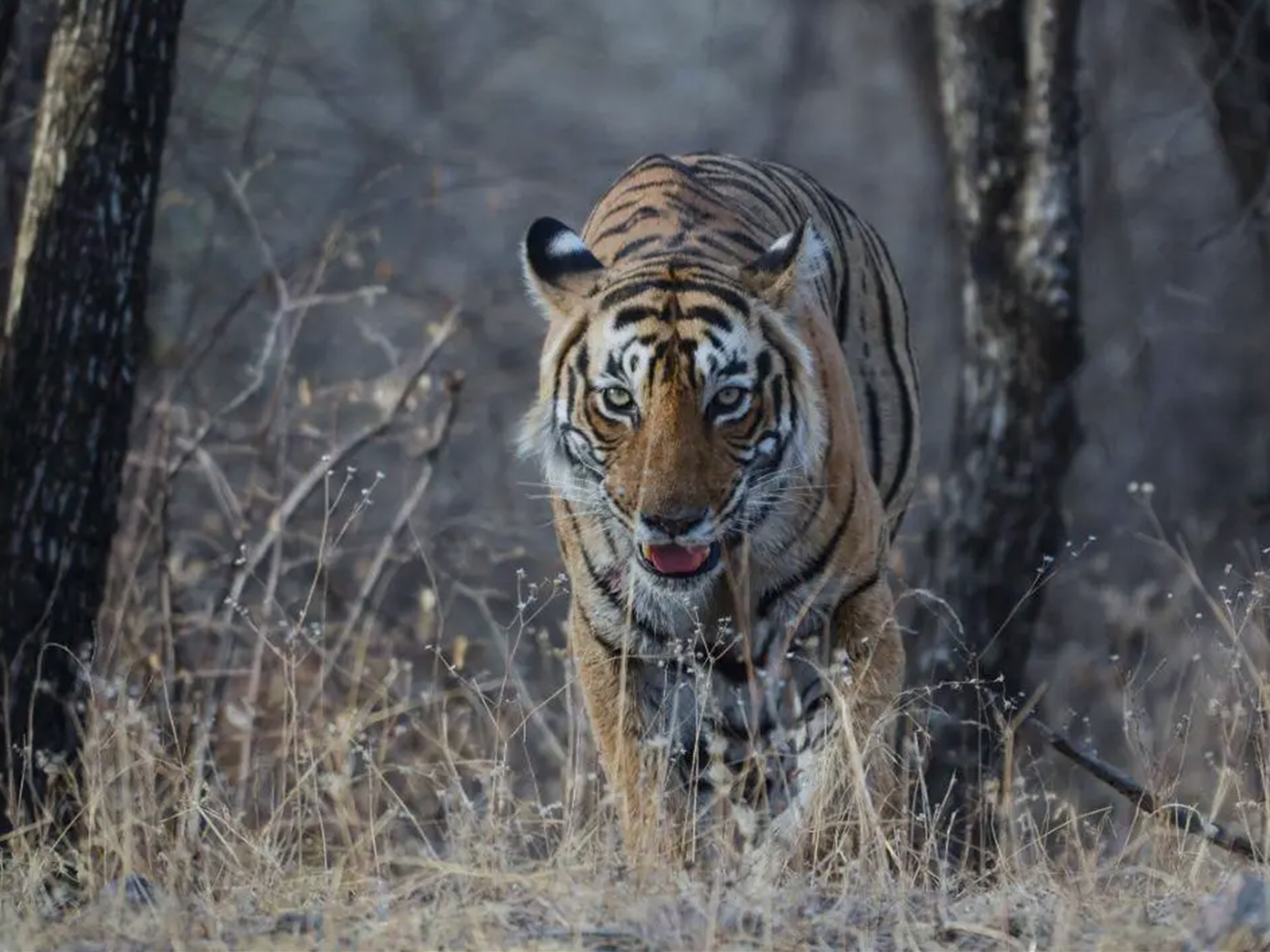 Prime Video: Wild Wild India