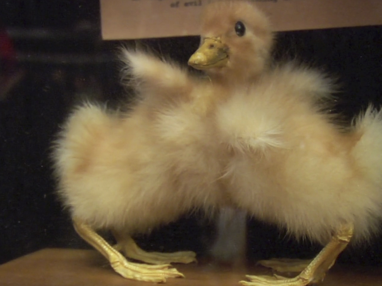 Prime Video: Oddities - Season 1