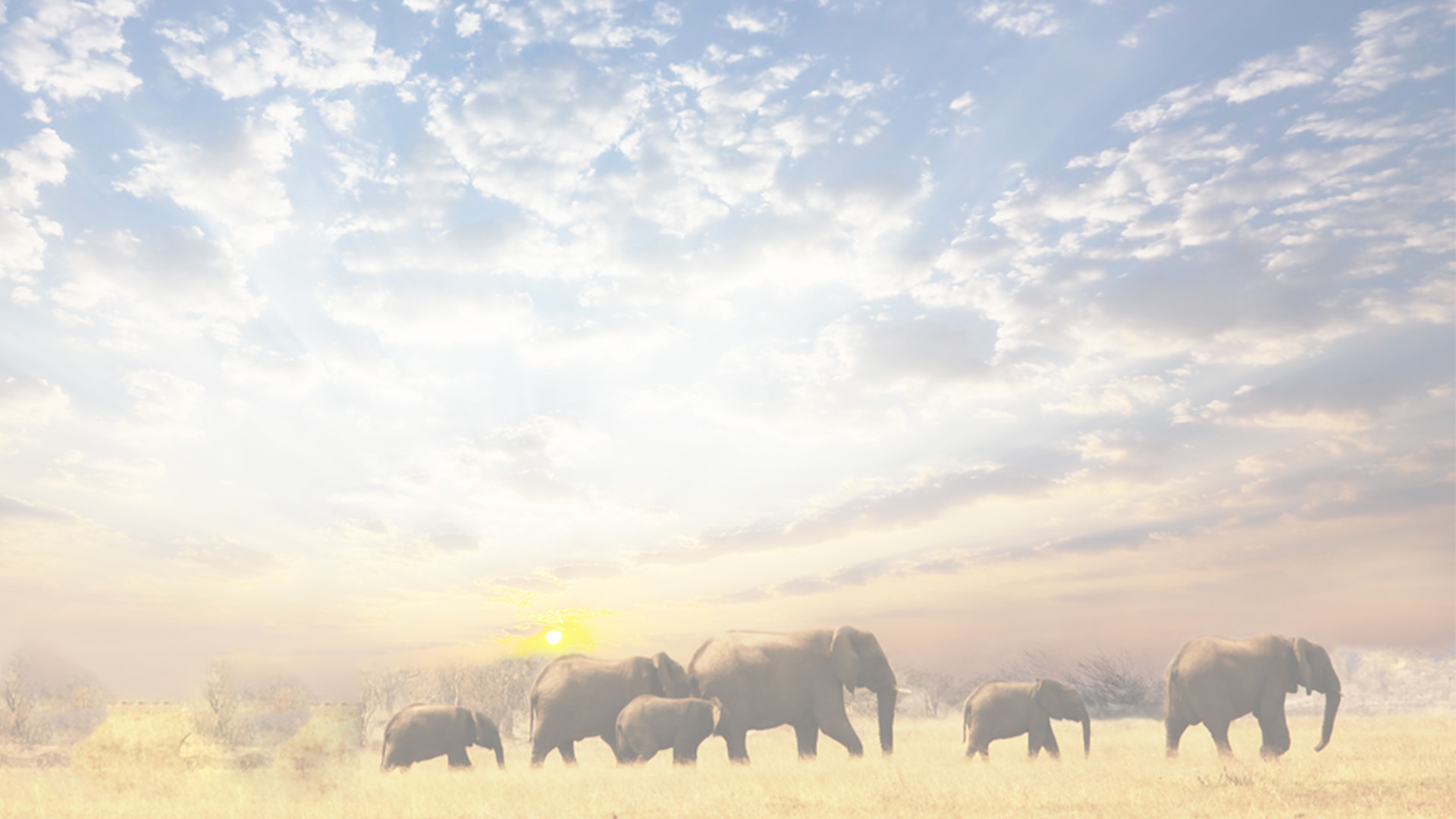 Watch Askari | Prime Video