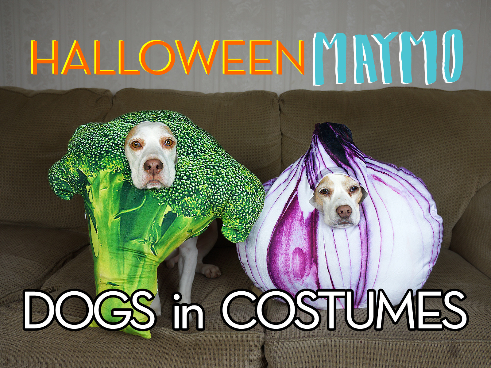 Prime Video: Halloween Maymo: Dogs in Costumes