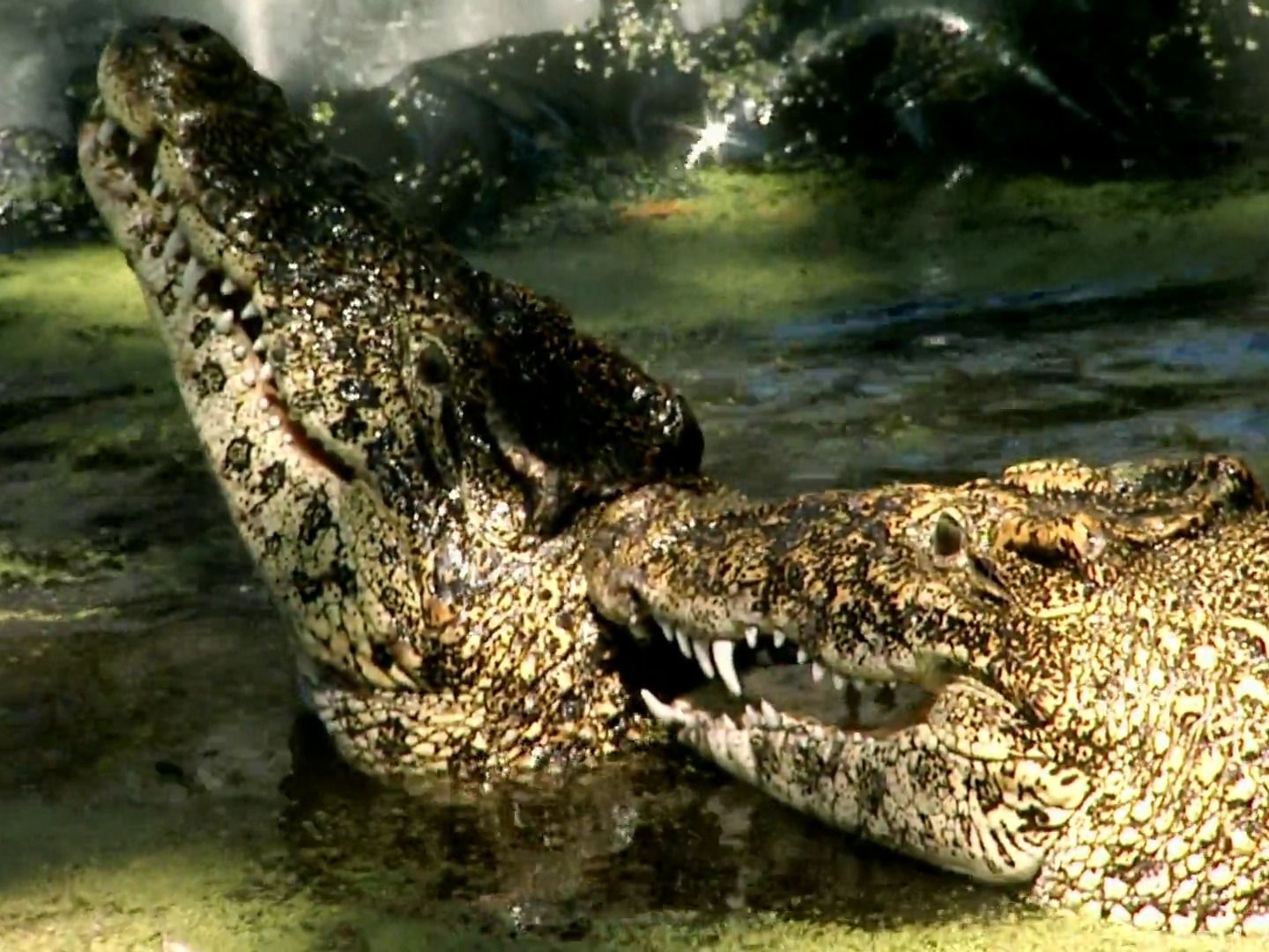 Prime Video: Swamp Brothers - Season 1