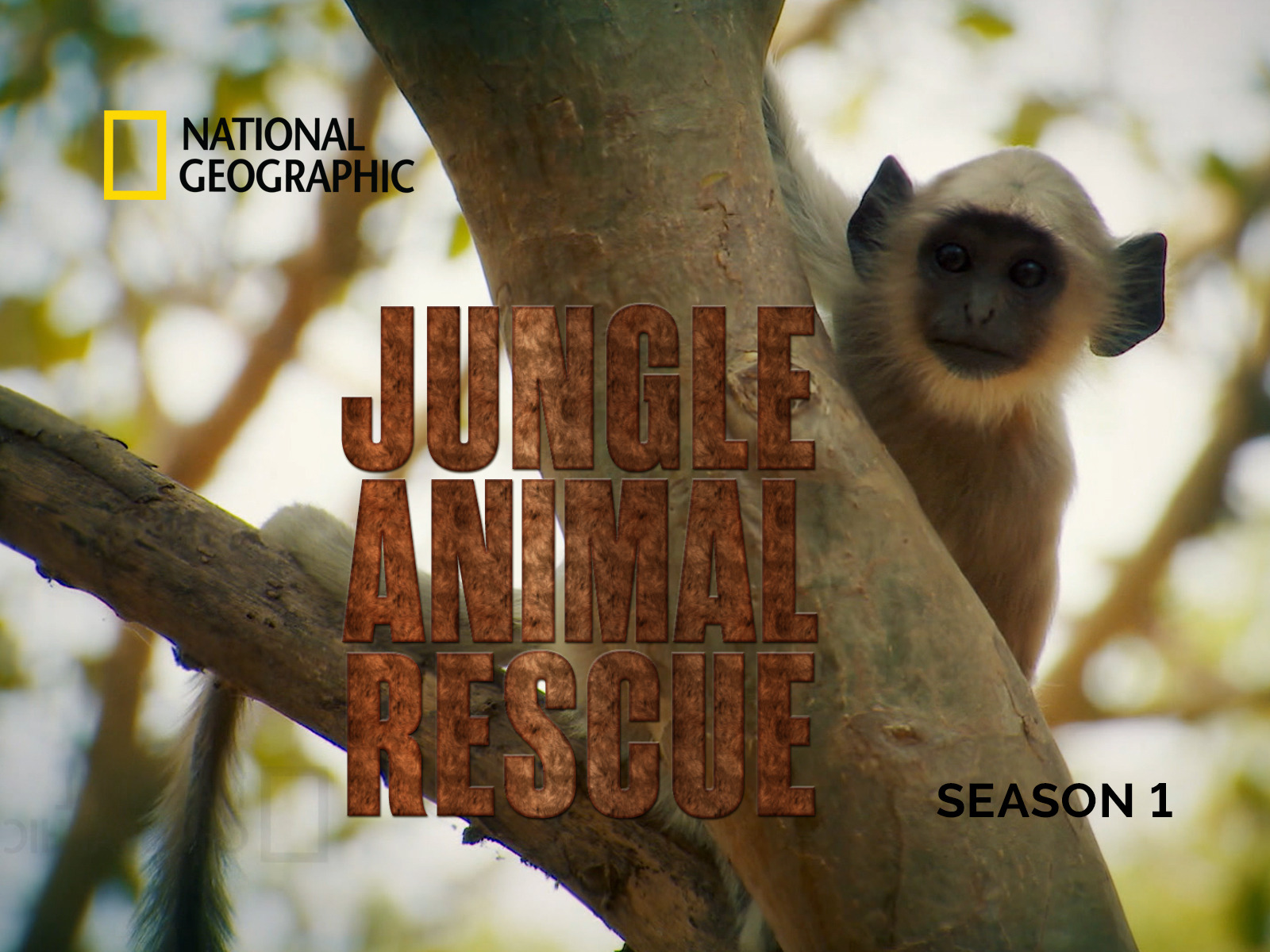 Prime Video: Jungle Animal Rescue - Season 1