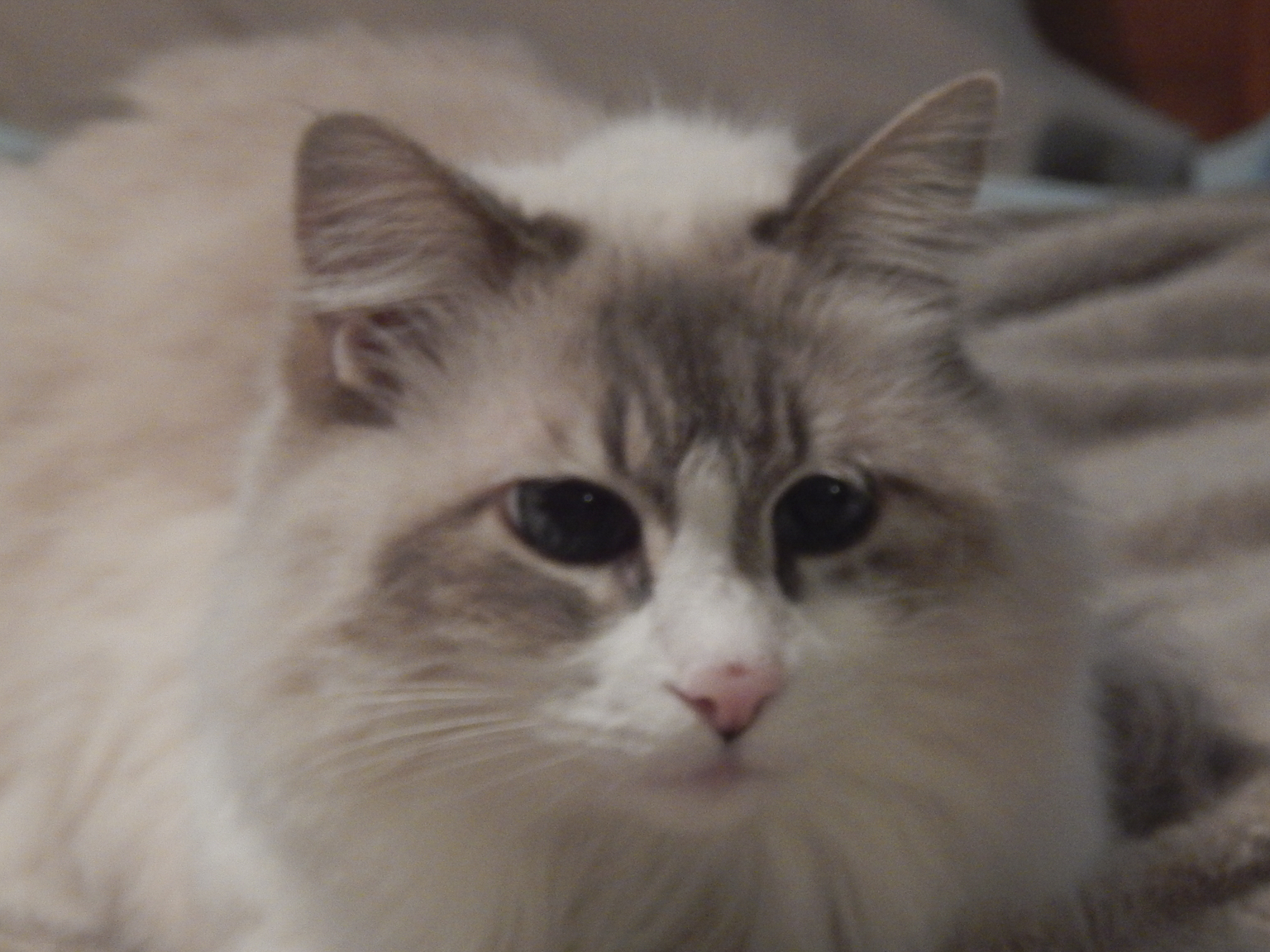 Prime Video: My Cat From Hell - Season 6