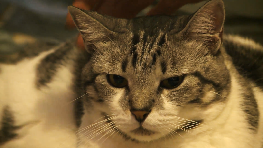 Watch Cat TV - For Cats | Prime Video