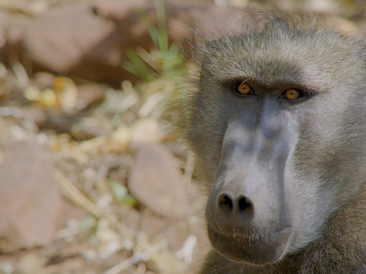 Prime Video: Land of Primates