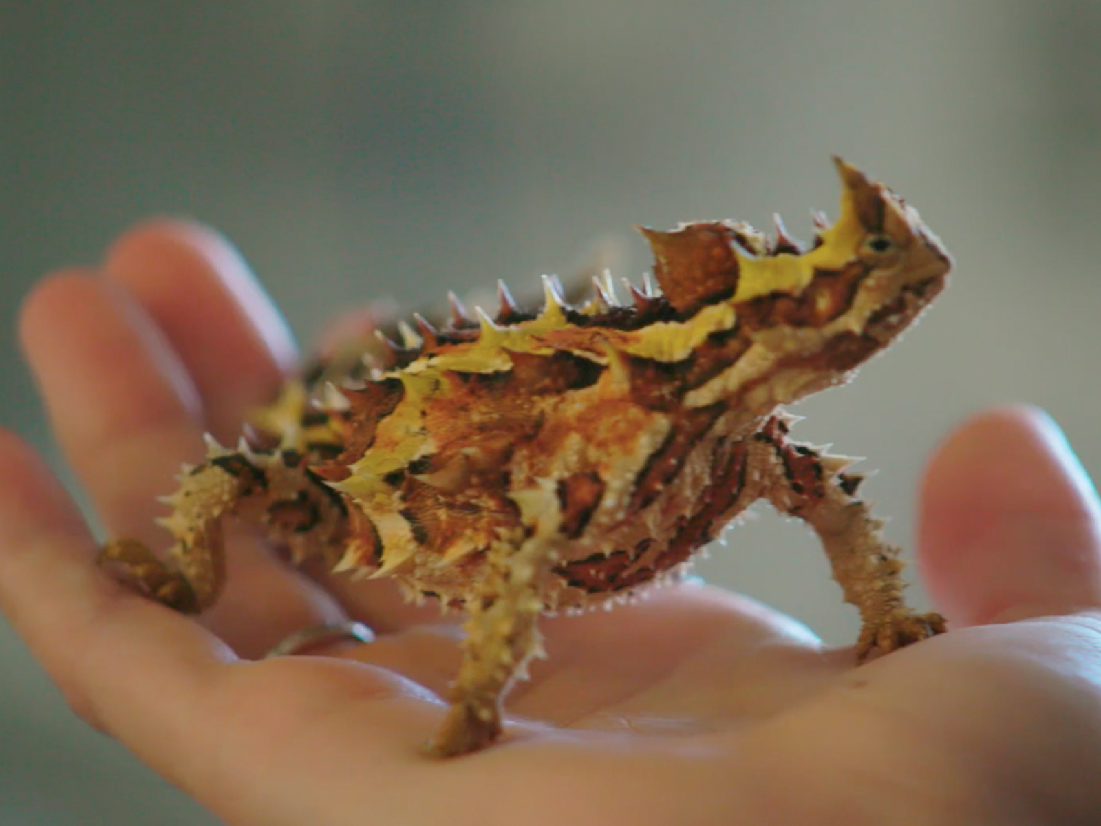 Prime Video: Outback Vet - Season 1