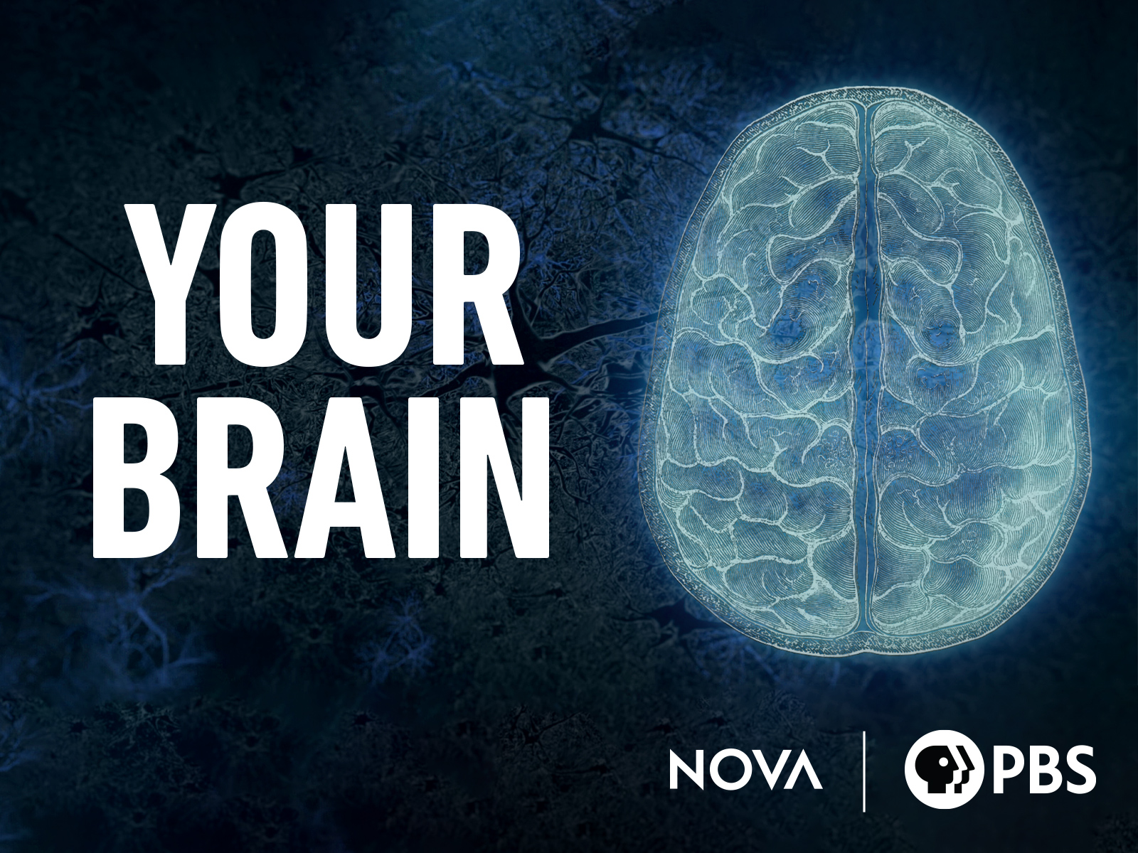 Prime Video: Your Brain, Season 1