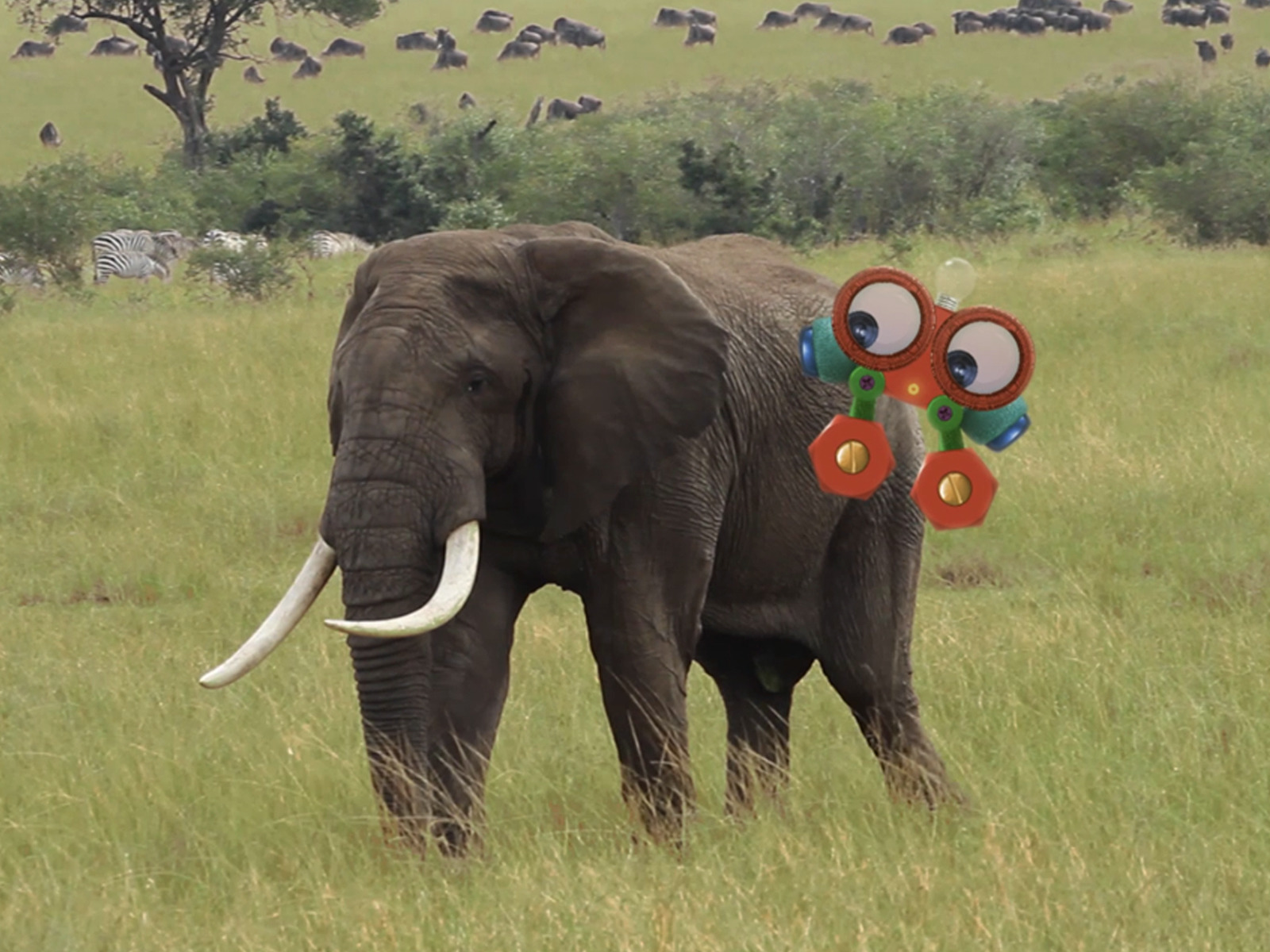 Prime Video: Mis Amigos Animales con Robi