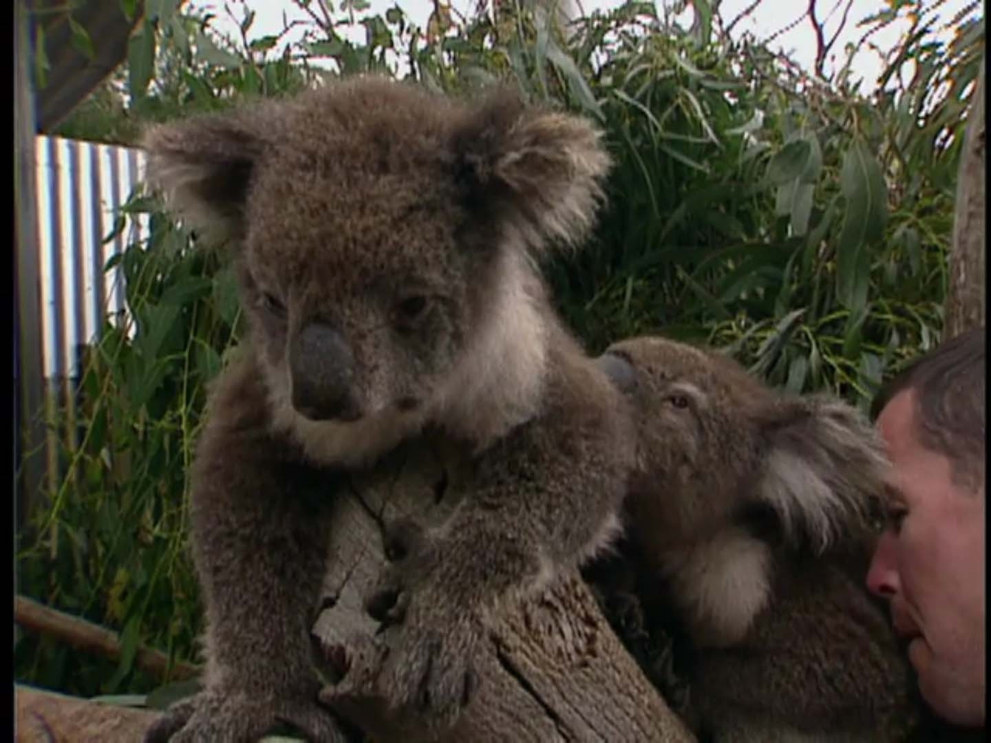 Prime Video: The Jeff Corwin Experience - Season 2