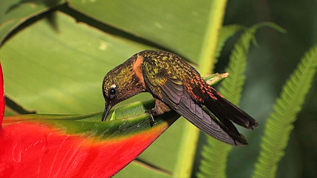 Watch Hummingbird Field Guide Part 2 | Prime Video