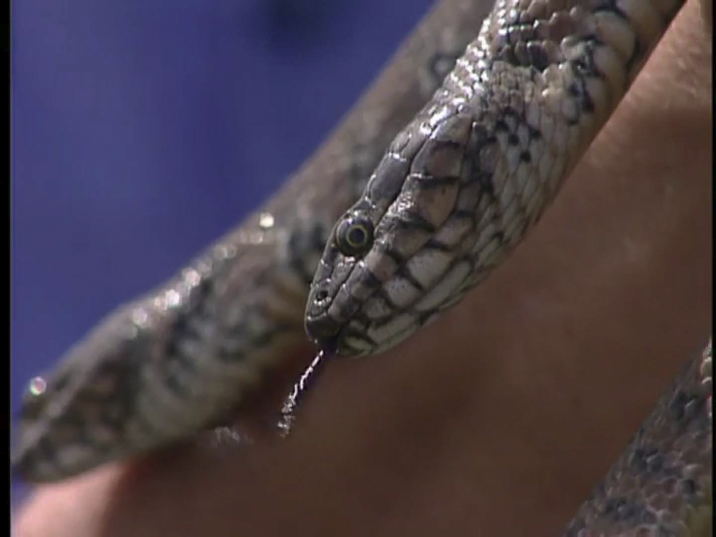 Prime Video: The Jeff Corwin Experience - Season 2