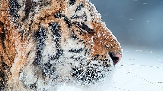 Prime Video: Operation Snow Tiger - Season 1