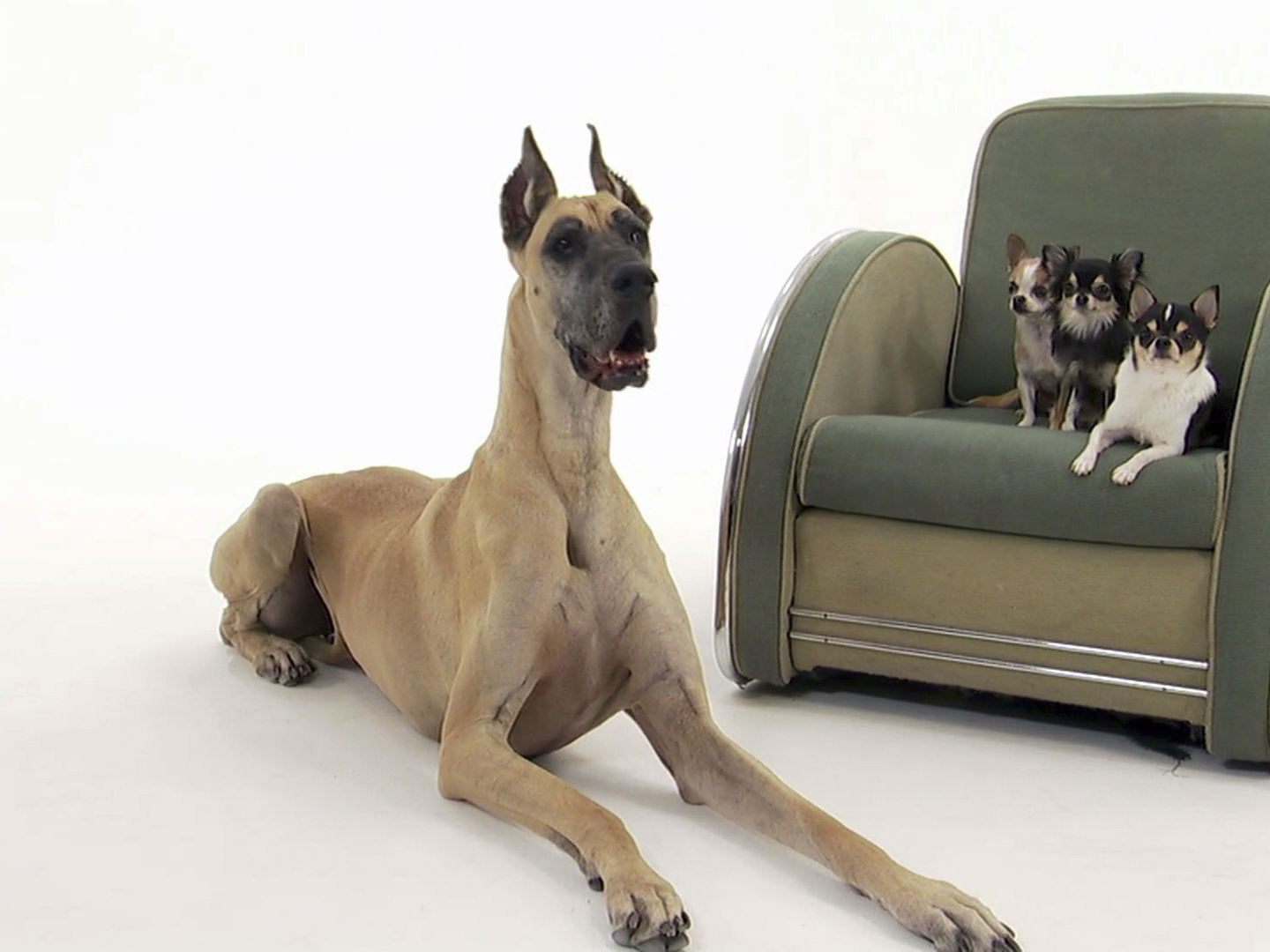 Prime Video: Dogs 101 - Season 3