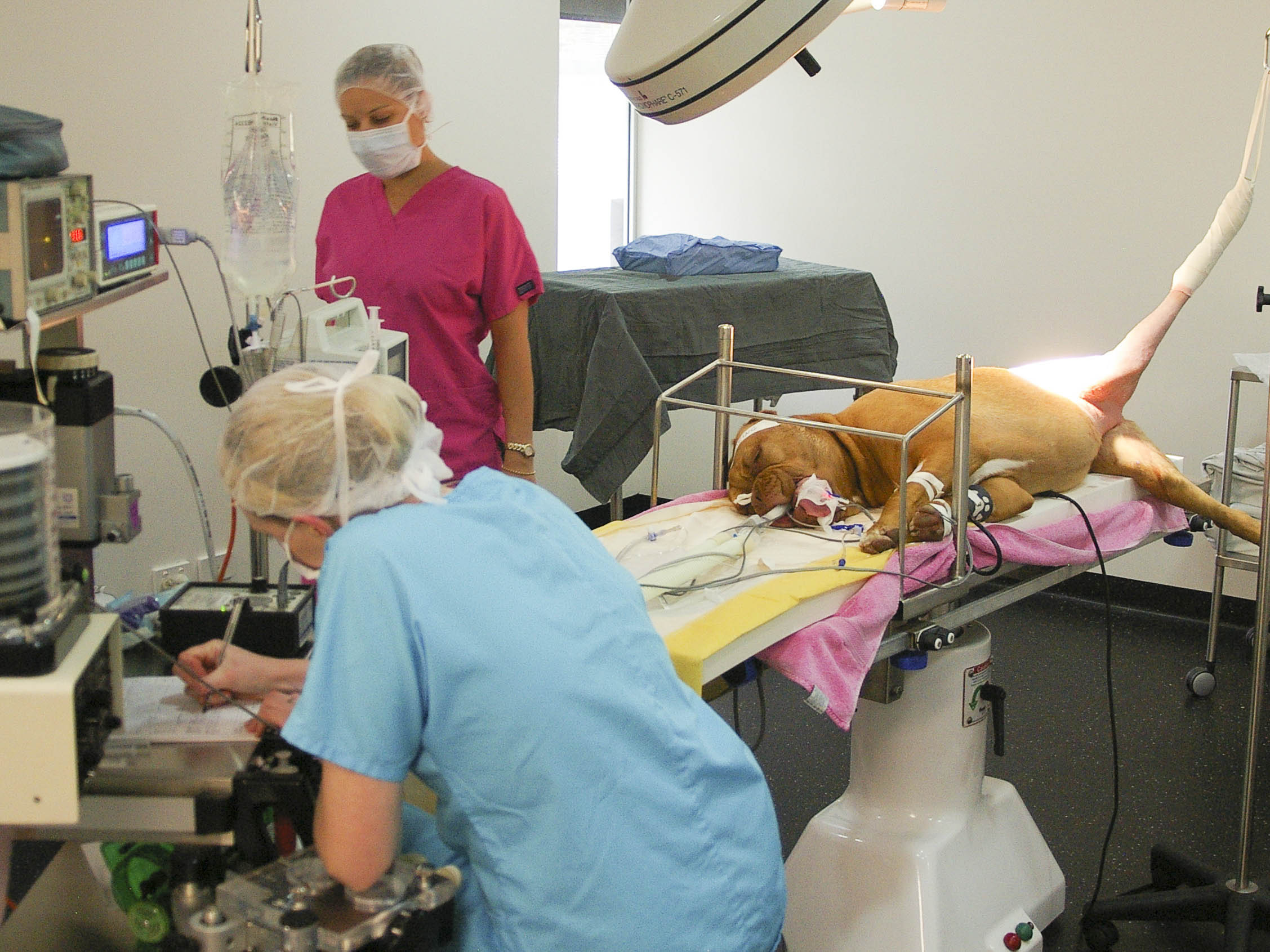 Prime Video: Bondi Vet - Season 2
