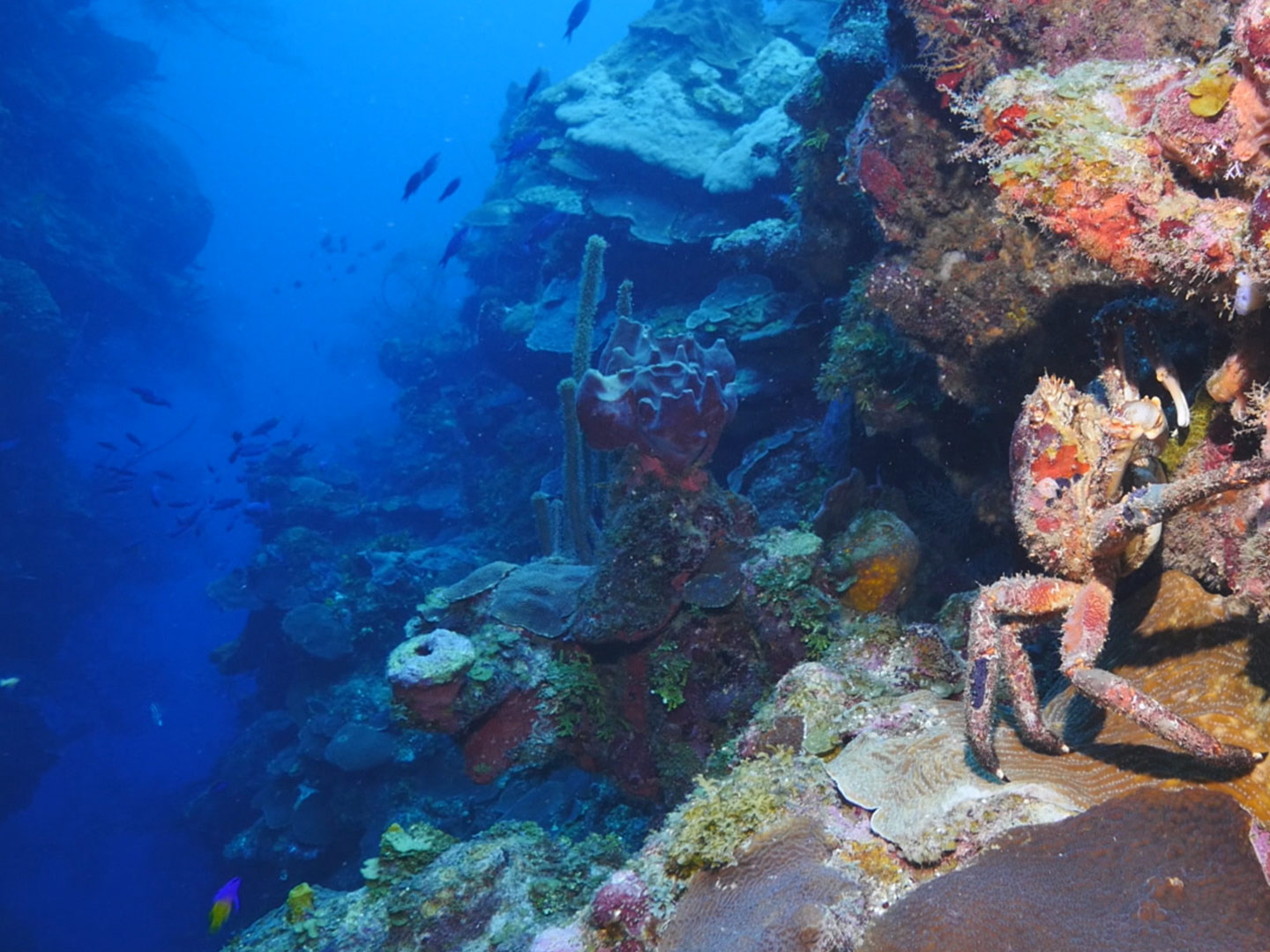 Prime Video: Great Blue Wild - Season 2