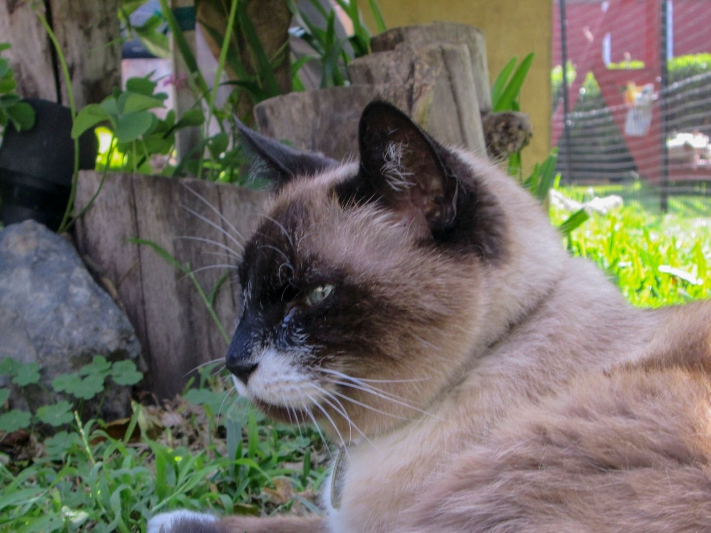 Prime Video: My Cat From Hell - Season 6