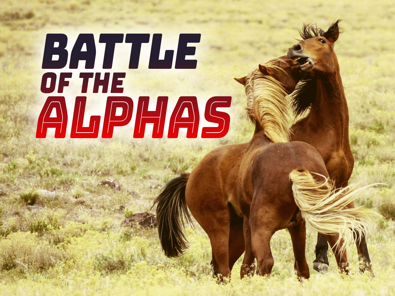 Prime Video: Battle of the Alphas - Season 1