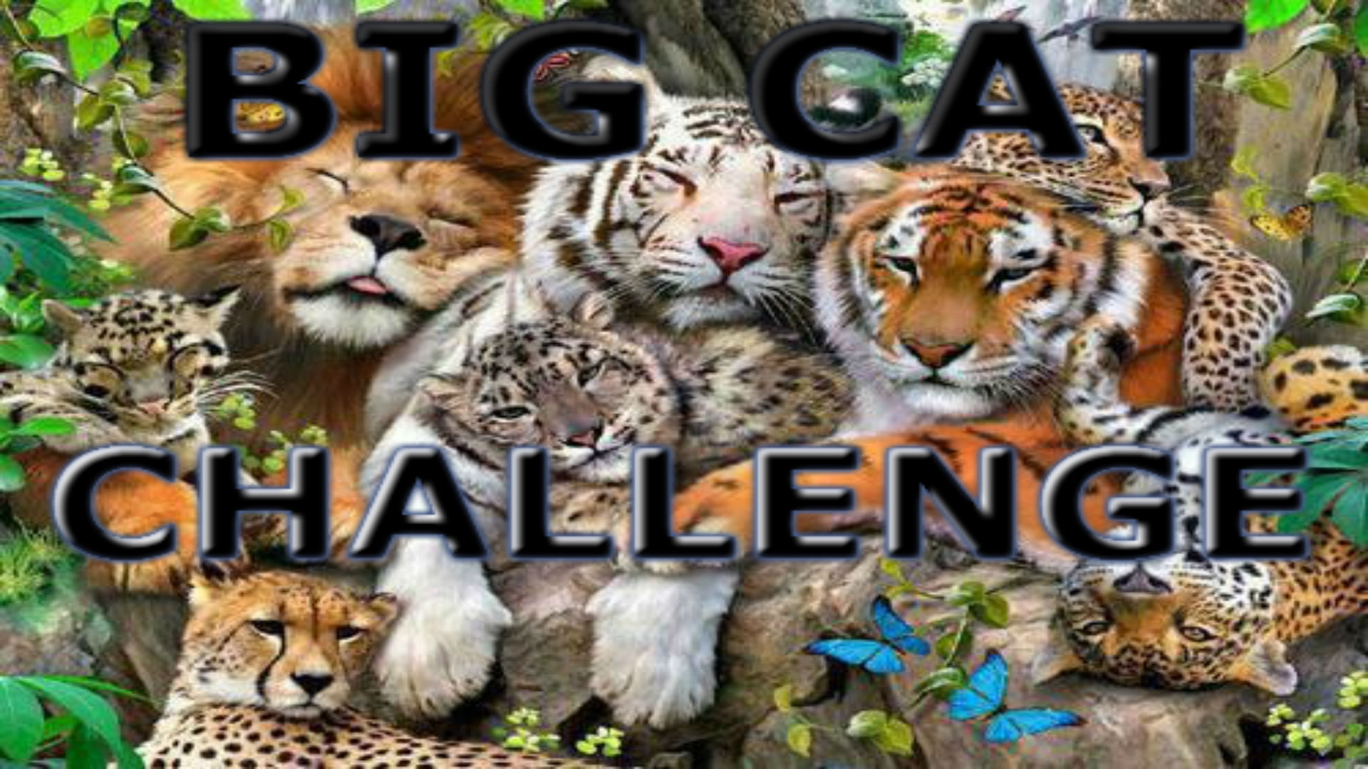 Amazon.co.jp: Big Cat Challengeを観る | Prime Video