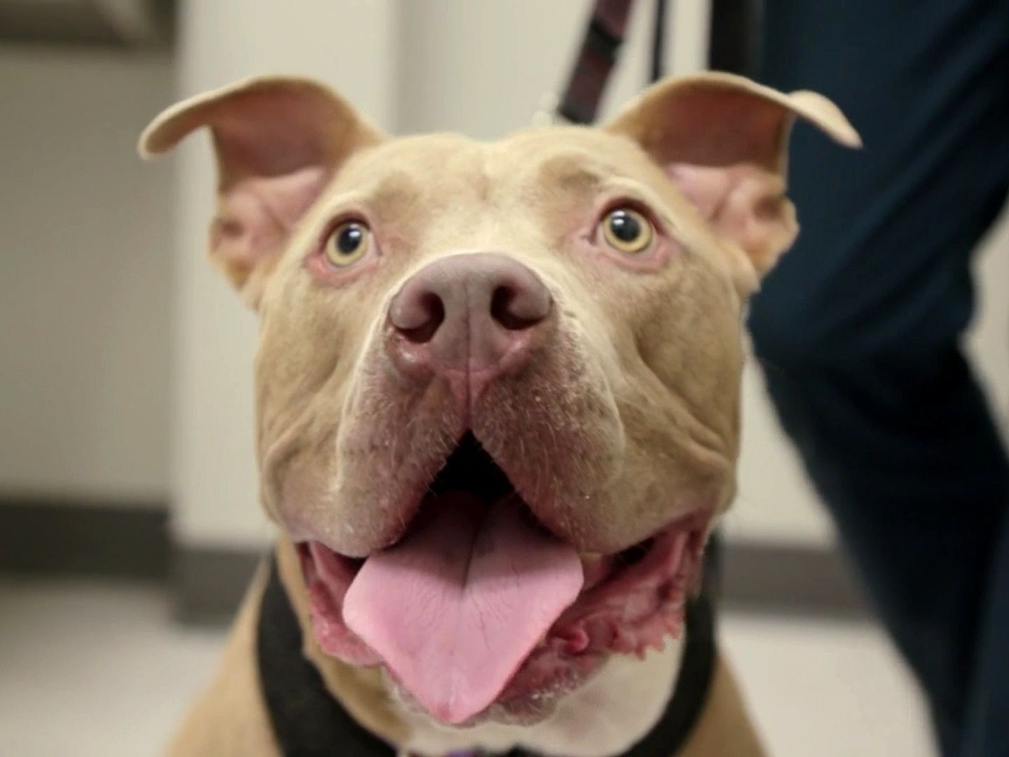 Prime Video: The Vet Life - Season 3