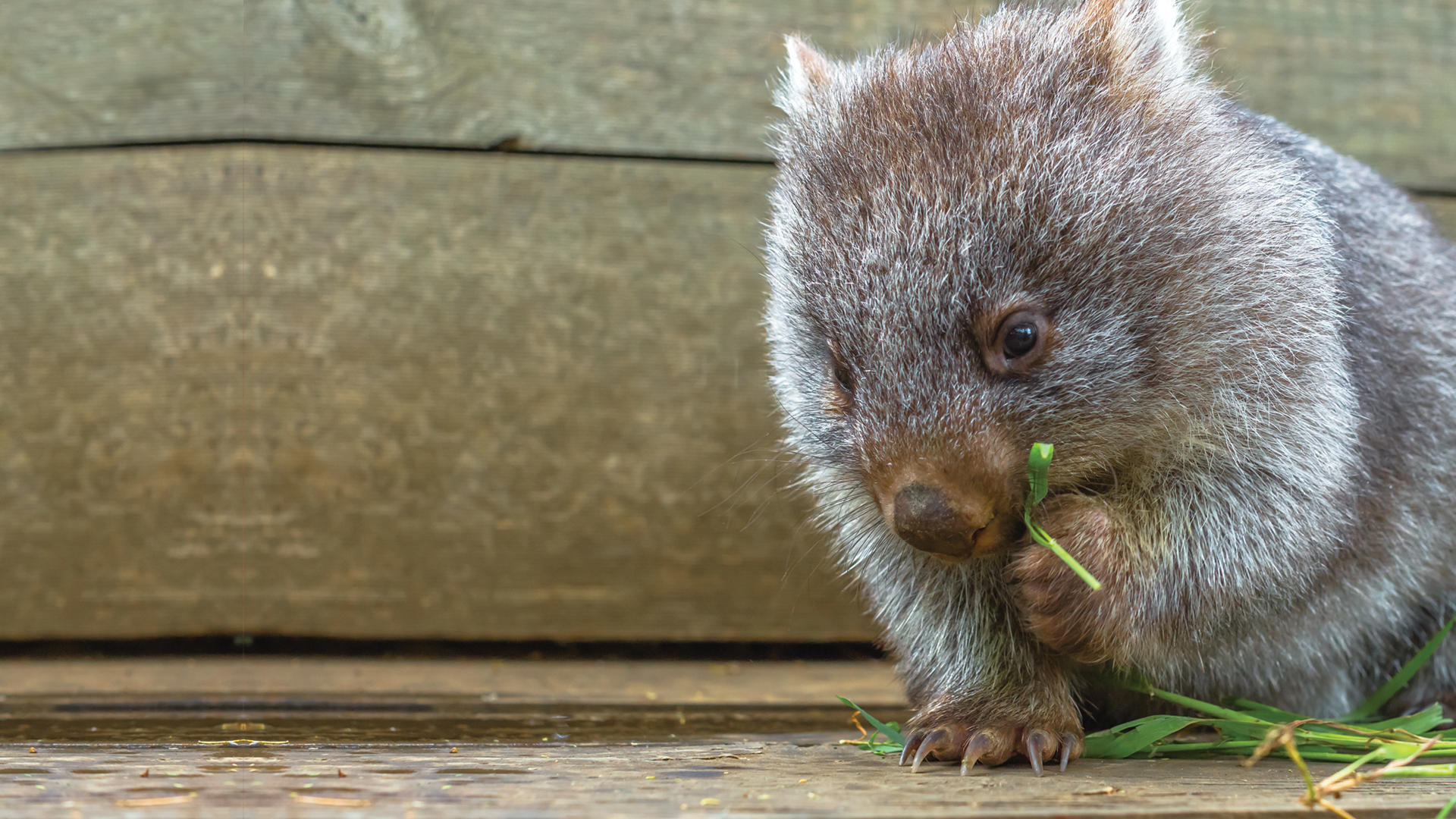 Prime Video: Secret Life of the Wombat