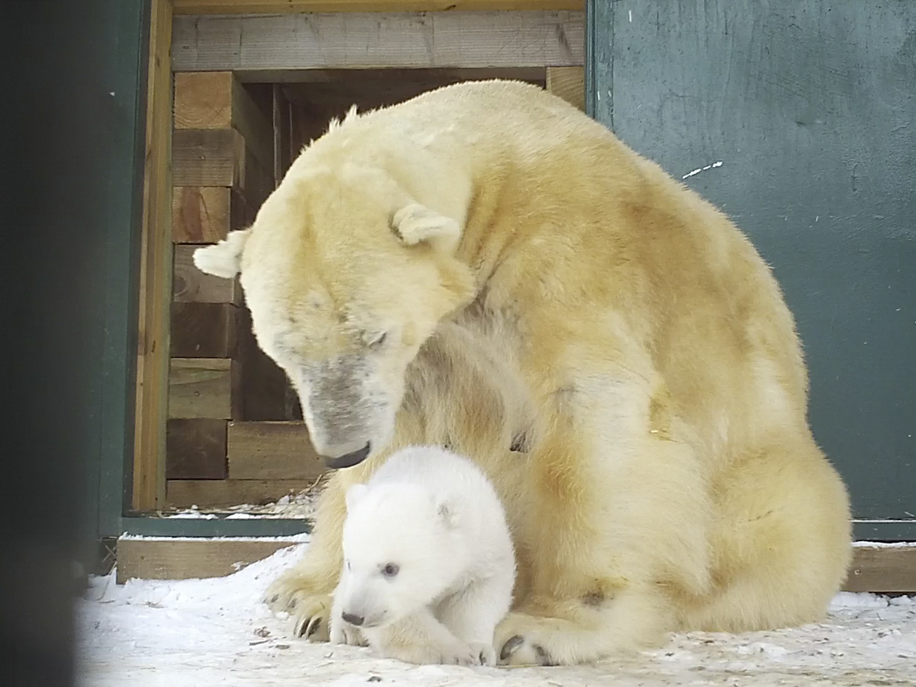 Prime Video: The Polar Bear Cub - Season 1