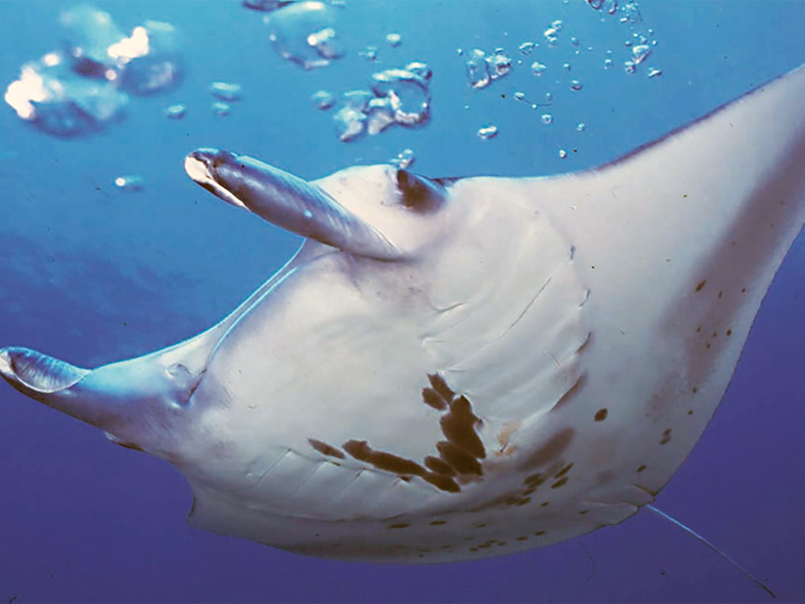 Prime Video: Ocean Odyssey: The Blue Realm