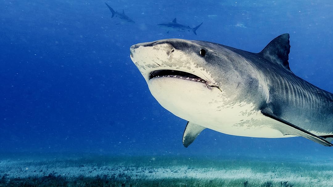 Prime Video: Tiger Queen - Season 1