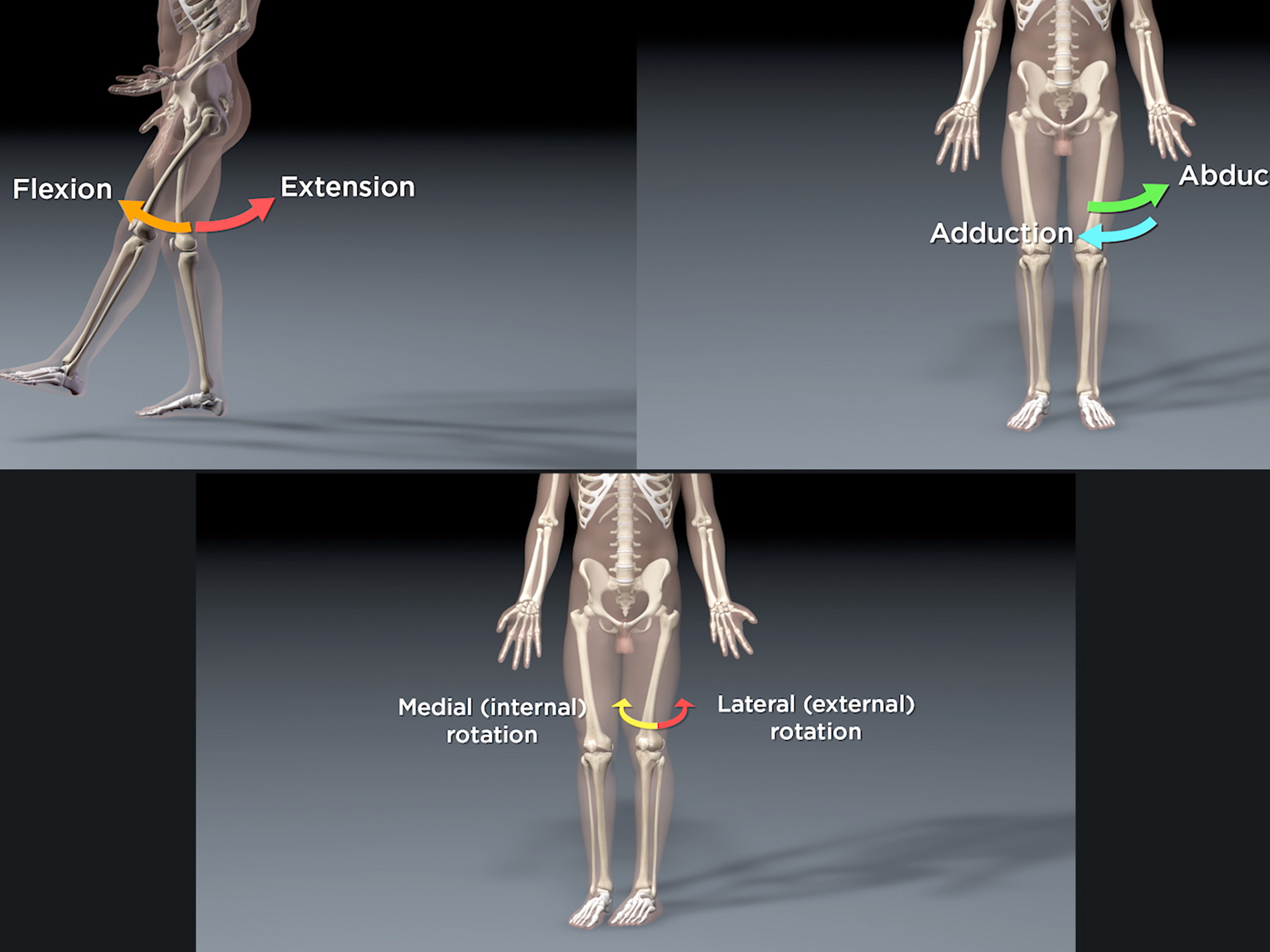 Prime Video: How We Move: The Gross Anatomy of Motion