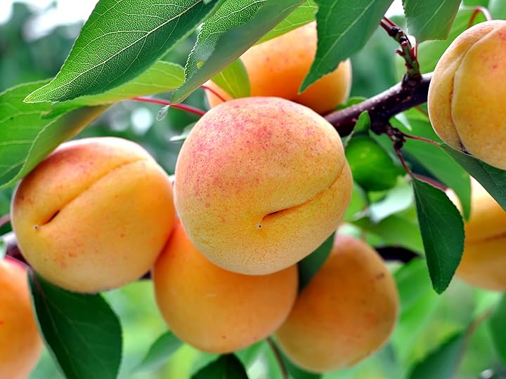 Prime Video: The Botanist's Eye: Identifying the Plants around You