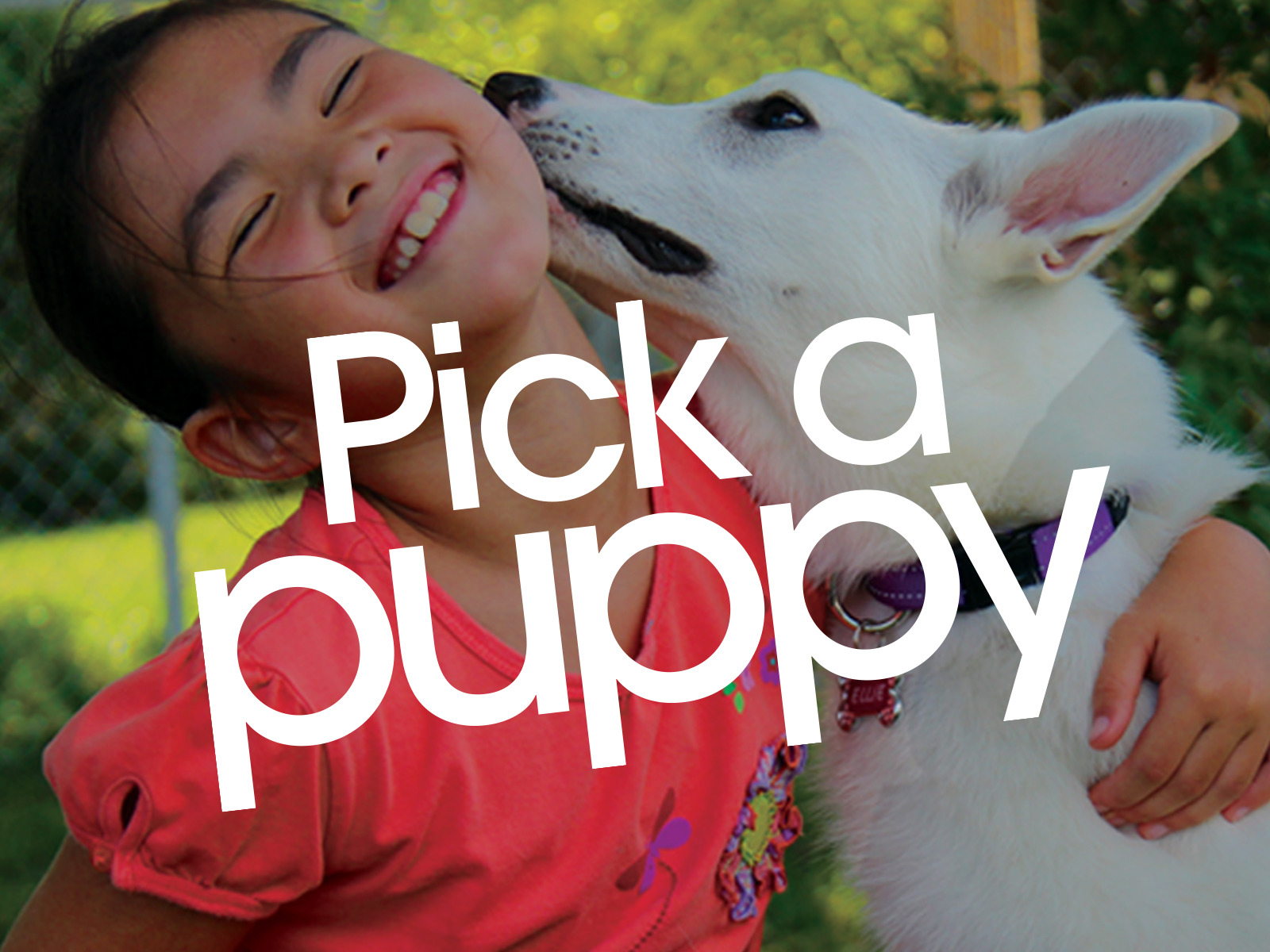 Prime Video: Pick A Puppy - Season 3