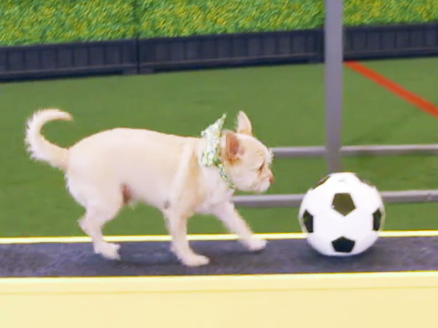 Prime Video: Puppy Bowl Presents: The World Pup - Season 1