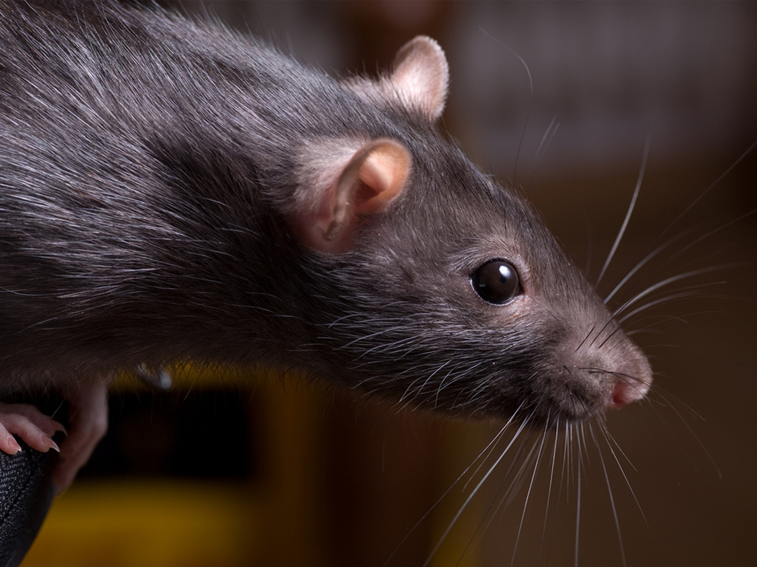 Prime Video: The Black Death: The World's Most Devastating Plague