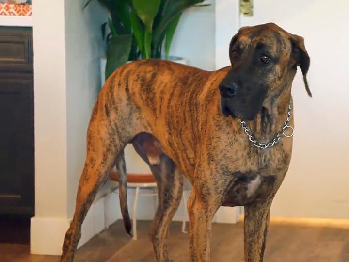 Watch My Pack Life - Season 1 | Prime Video