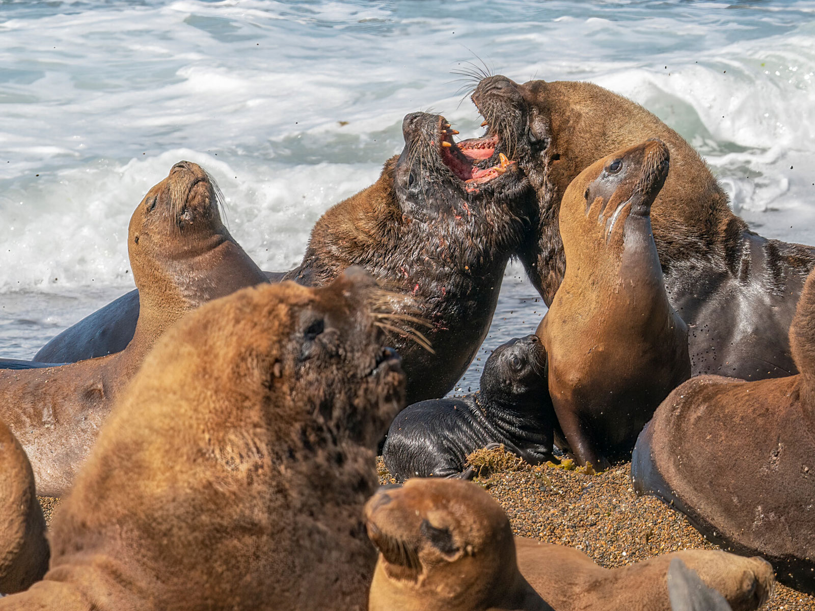 Prime Video: The Mating Game - Season 1