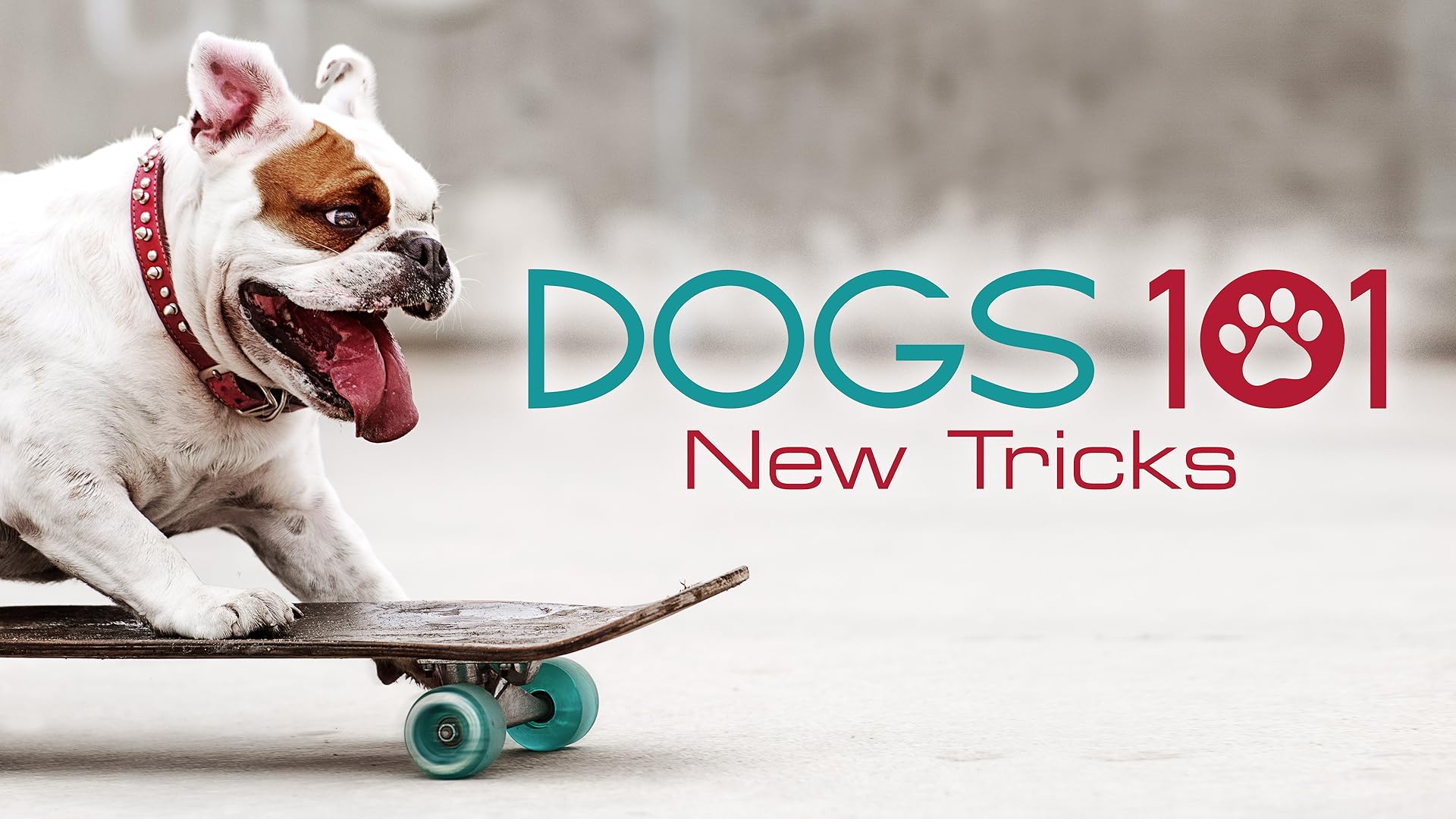 Watch Cat vs. Dog - Season 1 | Prime Video